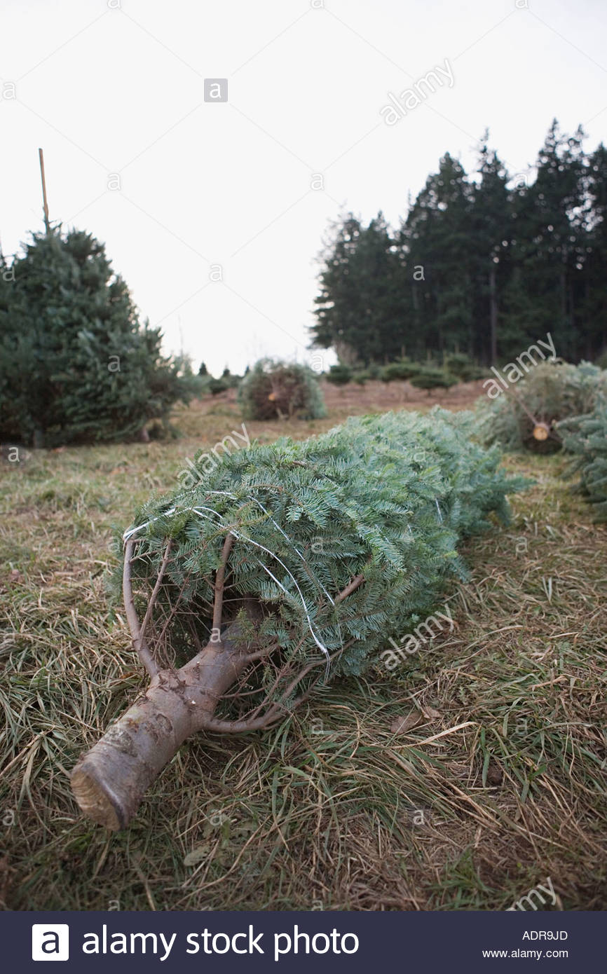 Fallen Christmas Tree Stock Photos & Fallen Christmas Tree Stock Images ...