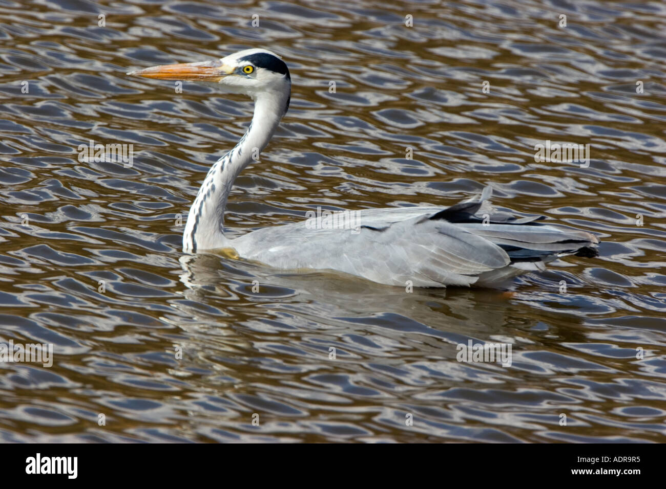grey heron swimming Stock Photo - Alamy
