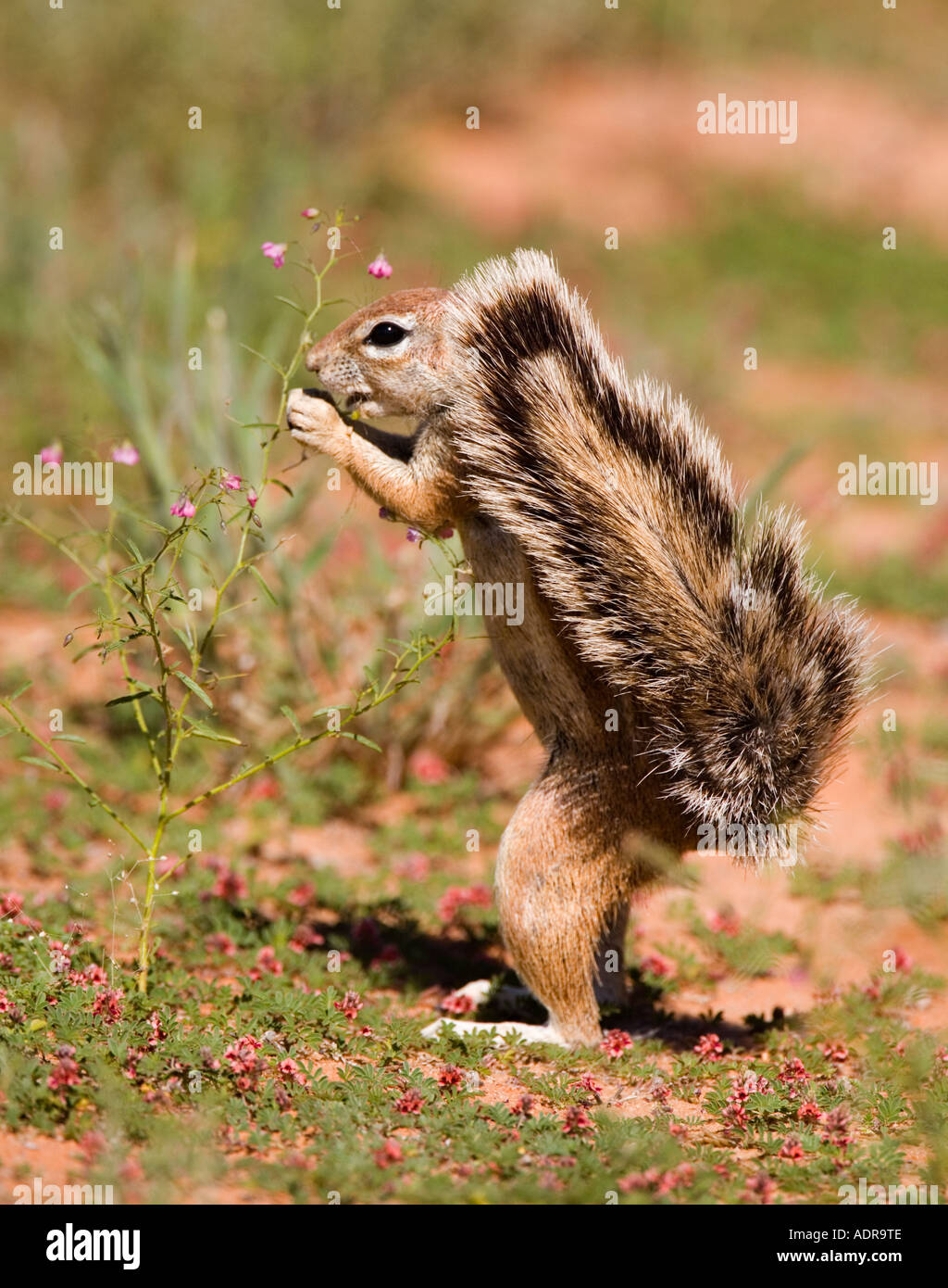ground squirrel feeding Stock Photo - Alamy