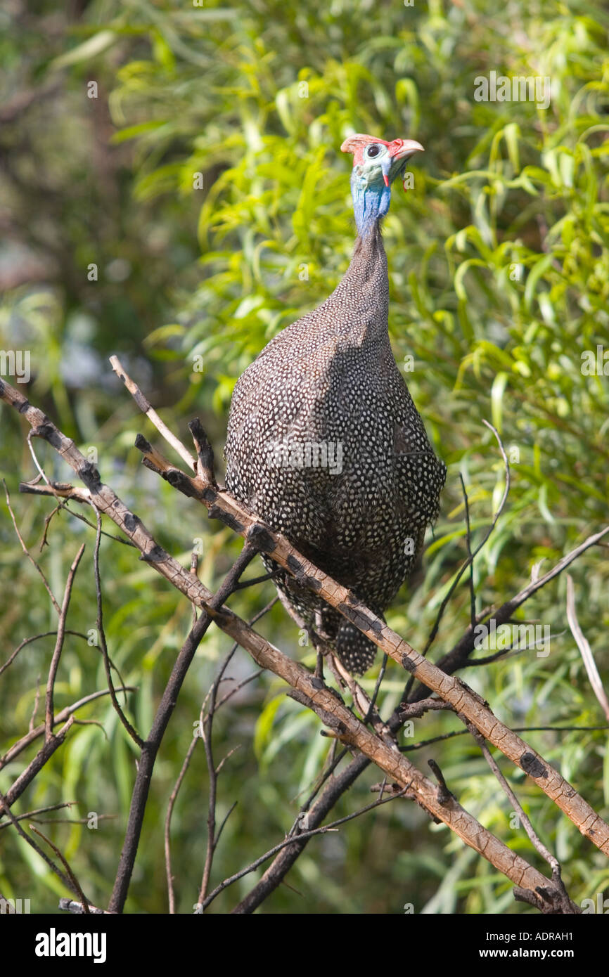 Guineafowl in tree hi-res stock photography and images - Alamy