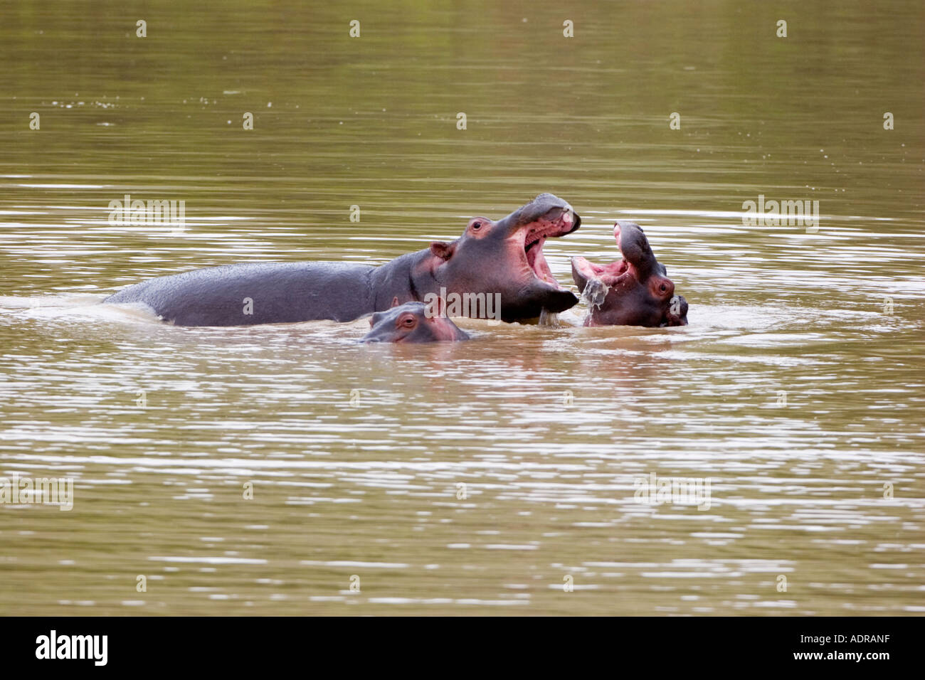 Three hippo hi-res stock photography and images - Alamy