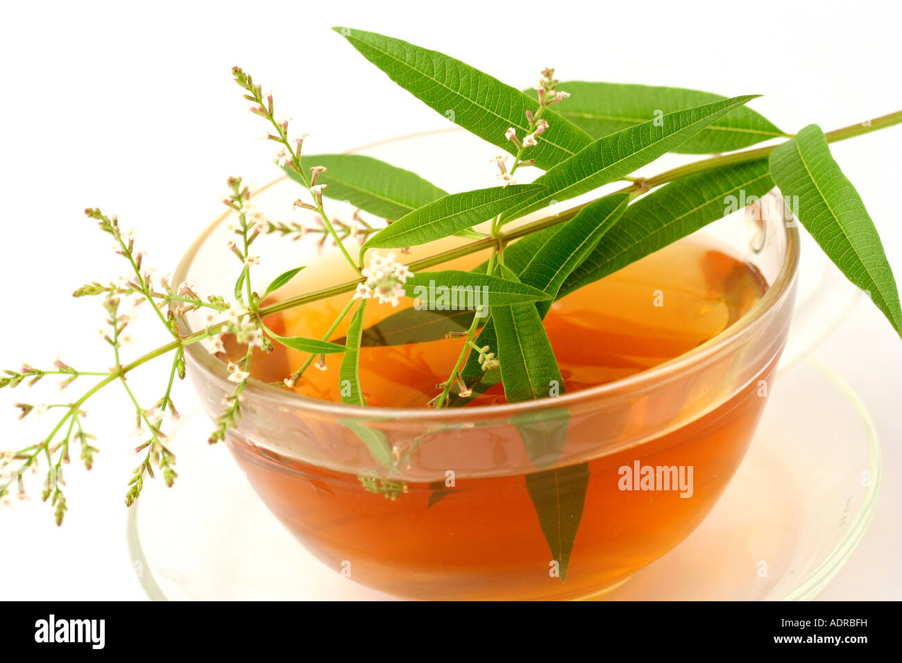 Lemon verbena infusion (Lippia citriodora or Aloysia triphylla Stock ...