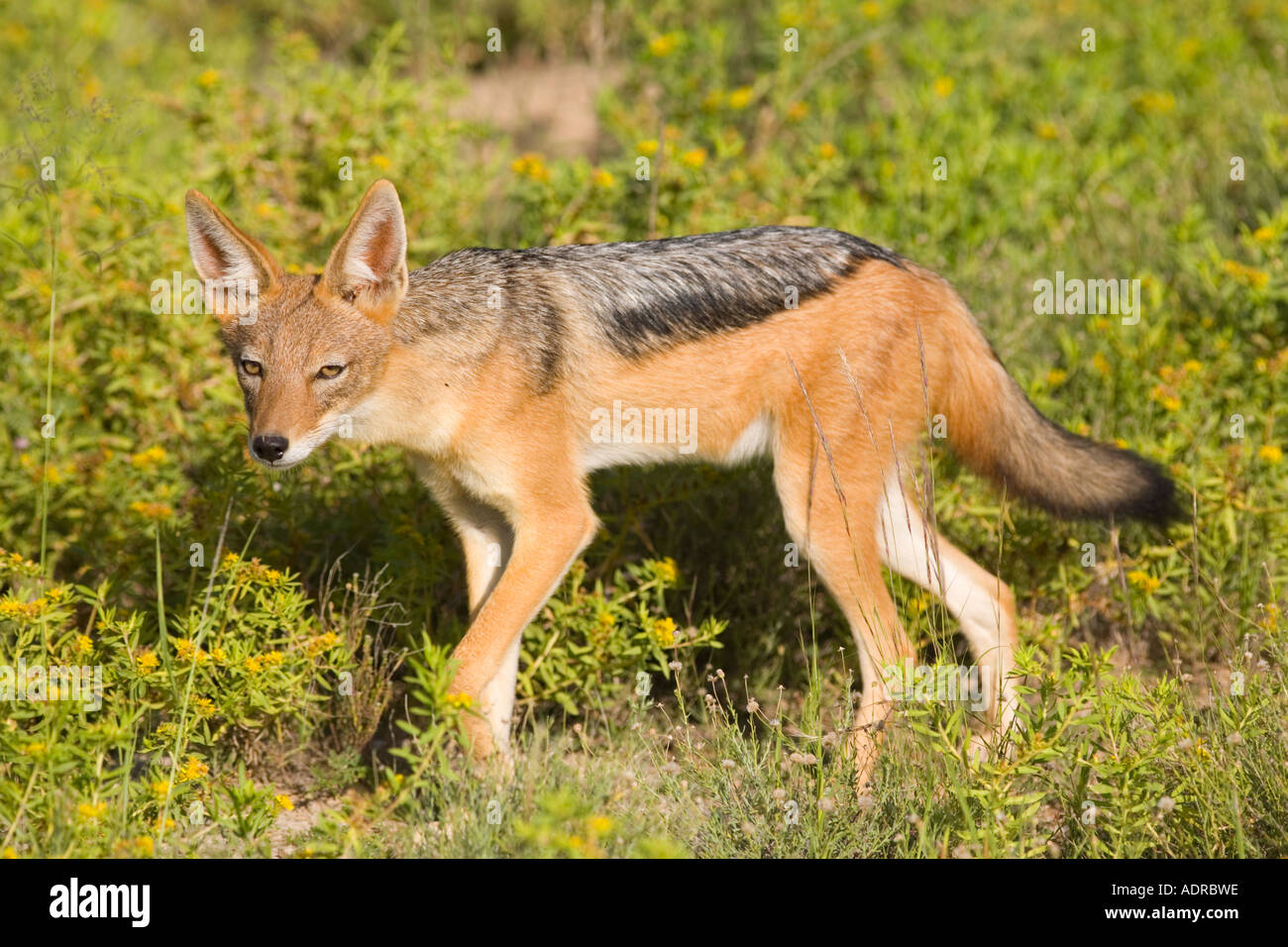 The jackal hi-res stock photography and images - Alamy