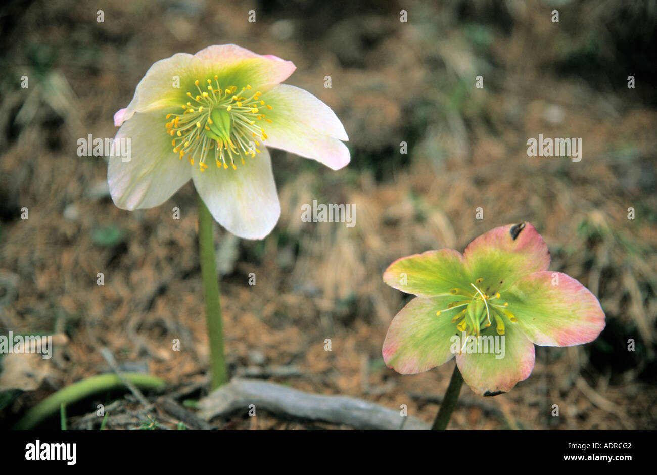 Snow Roses Helleborus niger Hellebore Christmas rose Schneerose in ...