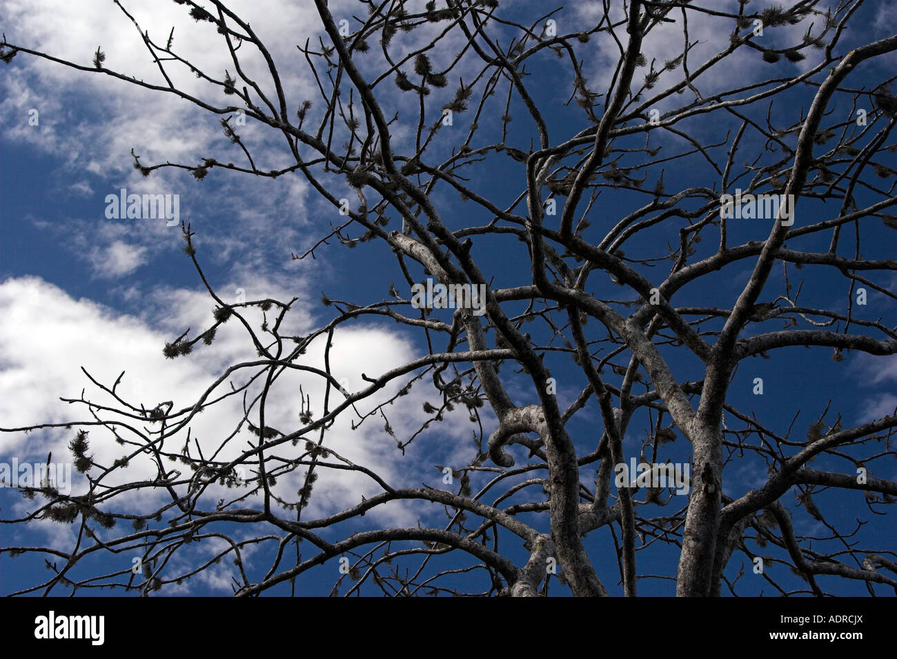 "Palo Santo" tree [Bursera graveolens], tree branches against cloudy ...