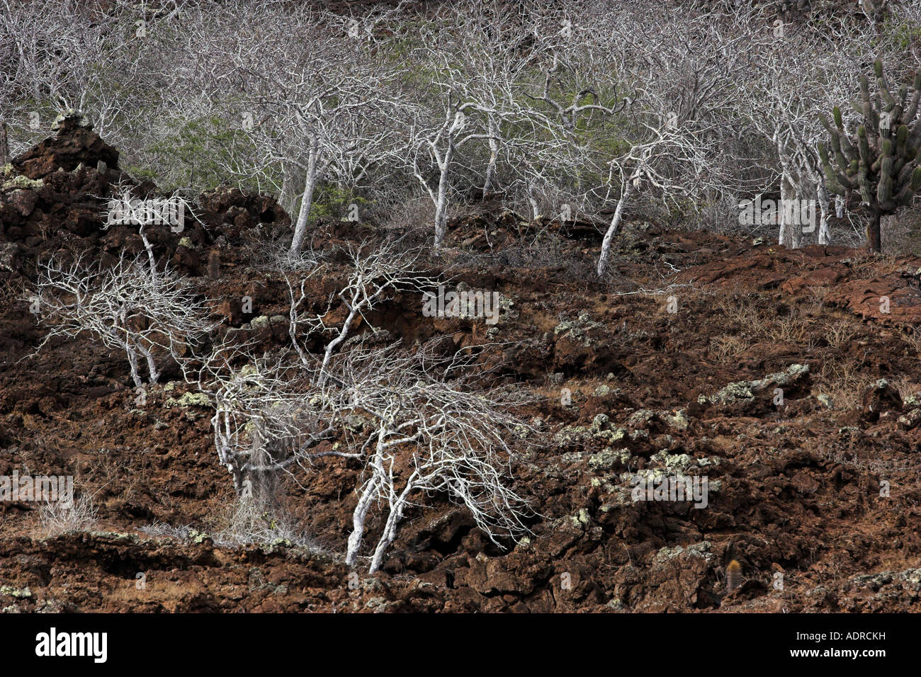 "Palo Santo" trees [Bursera graveolens] growing on bare volcanic rock ...