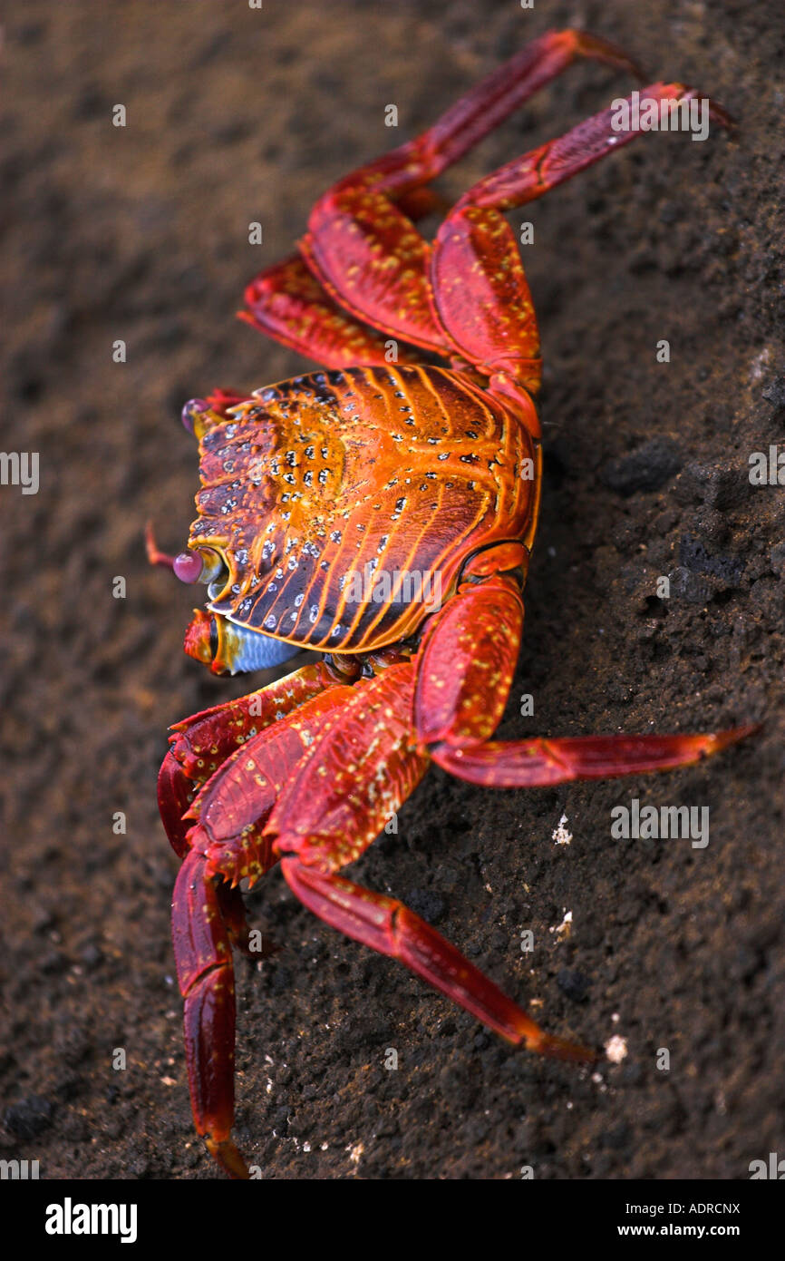"Sally Lightfoot" Crab [Grapsus grapsus], colourful crab on rock ...
