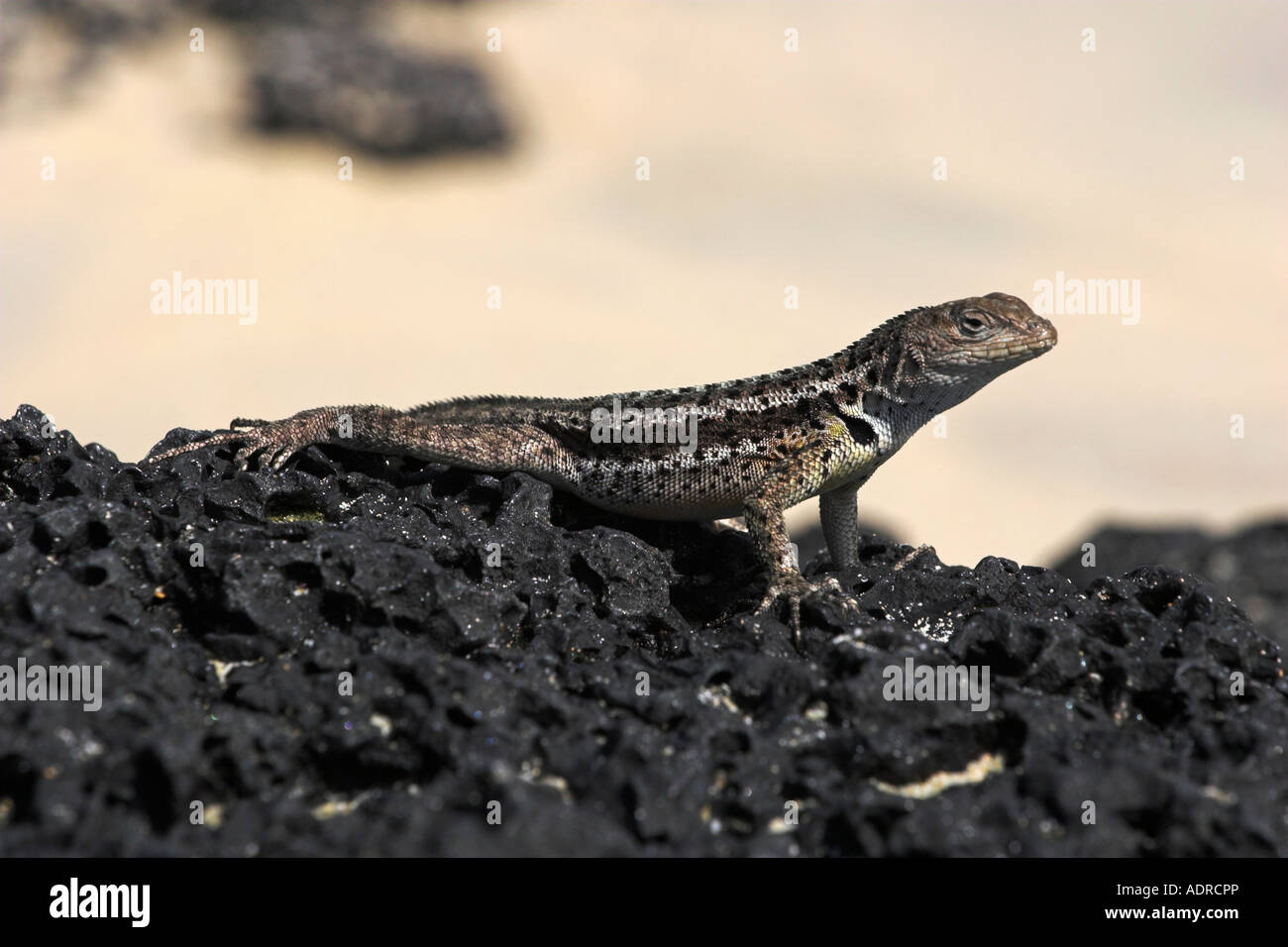 Floreana [Lava Lizard] [Microlophus grayii], small male sunbathing on ...