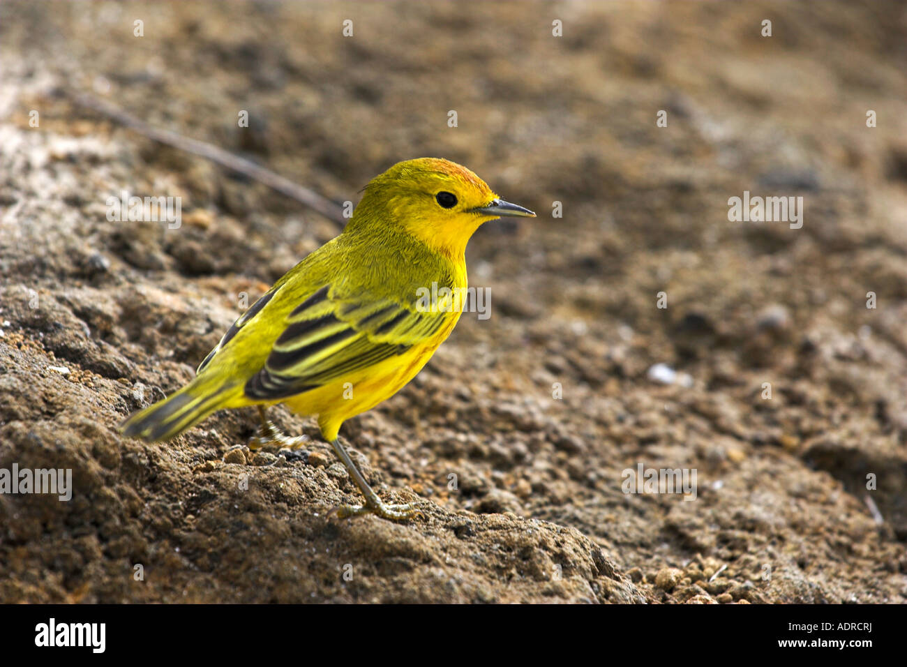[Yellow Warbler] [Dendroica petechia aureola], small bird foraging on ...