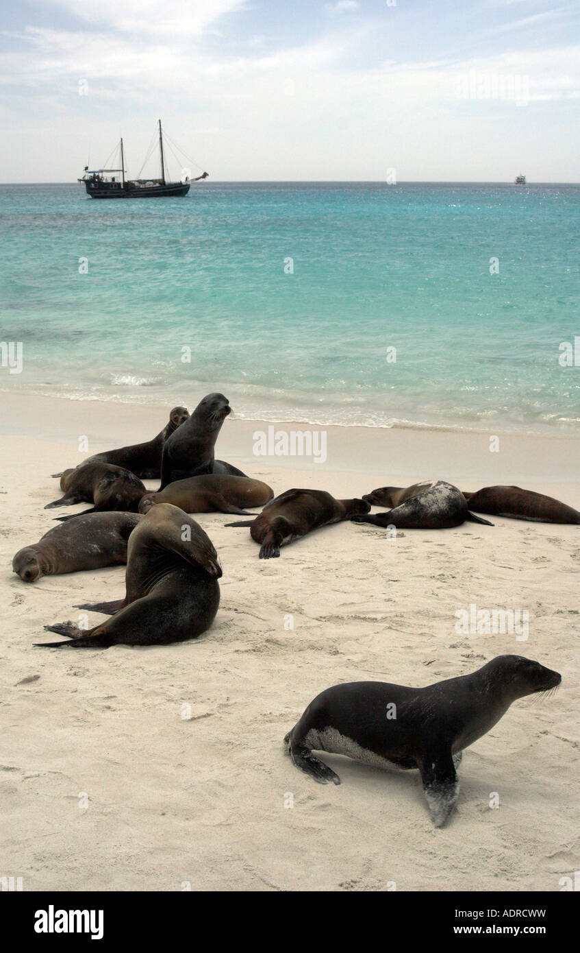 "Gardner Bay" [Espanola Island] [Galapagos Islands], "sea lion" colony ...