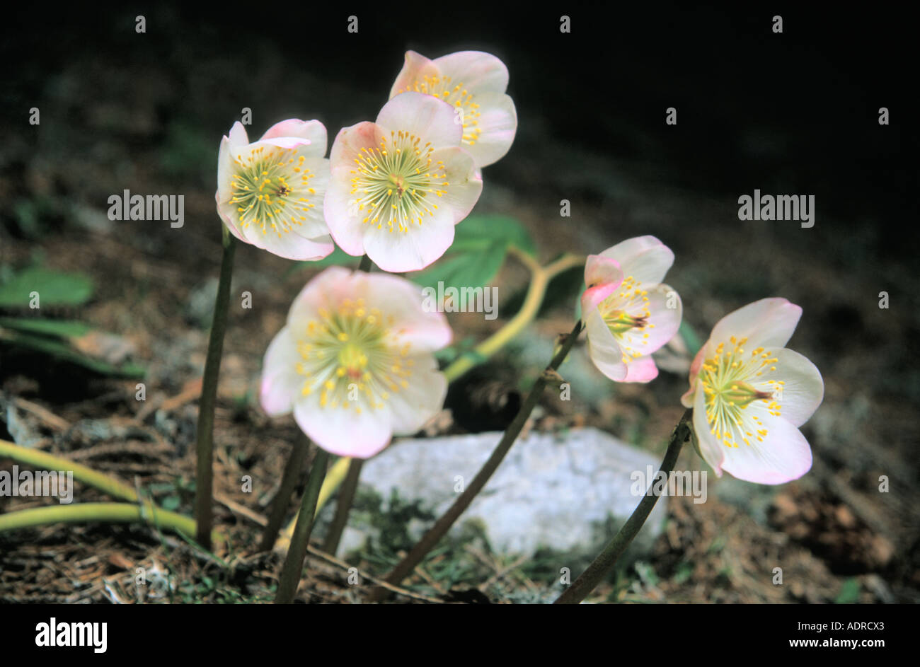 Snow Roses Helleborus niger Hellebore Christmas rose Schneerose ...