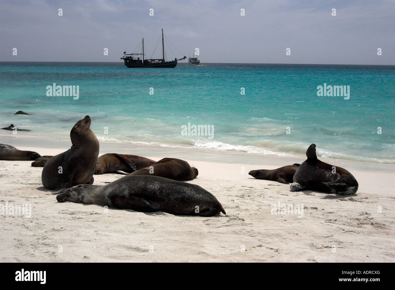"Gardner Bay" [Espanola Island] [Galapagos Islands], "sea lion" colony ...