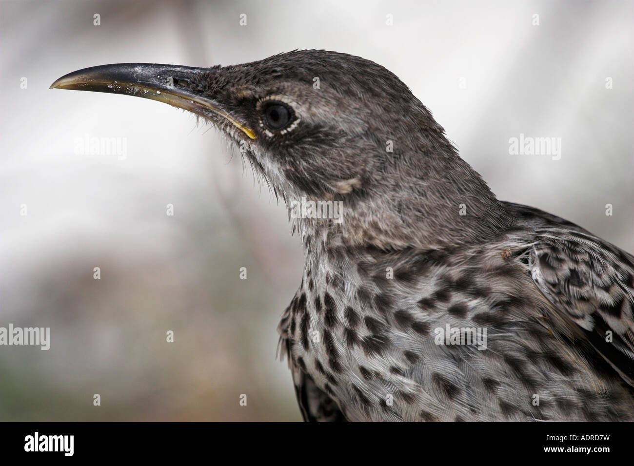 [Hood Mockingbird] [Mimus macdonaldi], wild bird profile and "close up ...