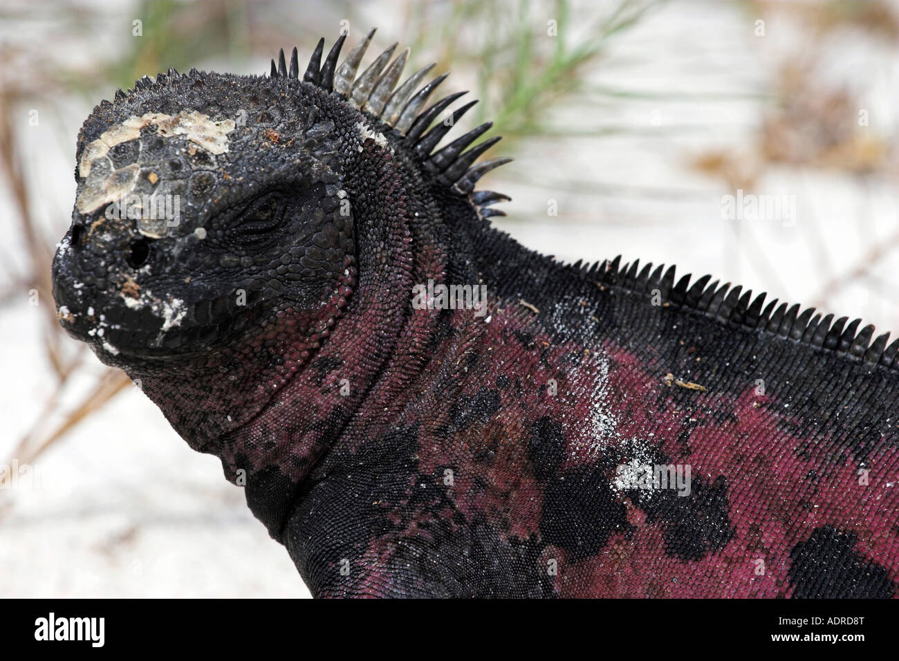 [Marine Iguana] [Amblyrhynchus cristatus] reptile portrait, "close up ...