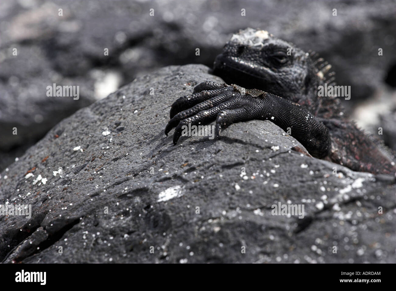 Claw grip hi-res stock photography and images - Alamy