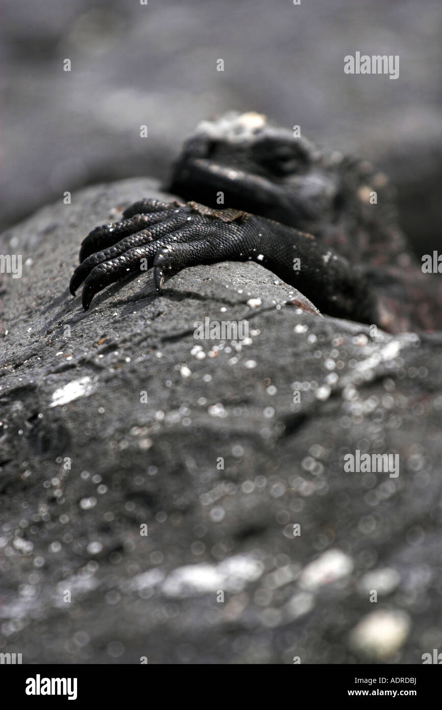 [Marine Iguana] [Amblyrhynchus cristatus] scaly claw gripping rock ...