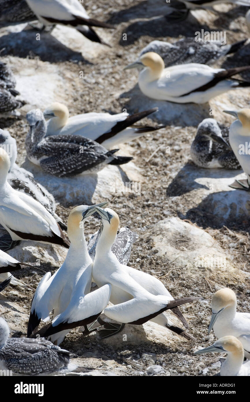 New Zealand North Island Muriwai Beach Australasian Gannet Morus ...