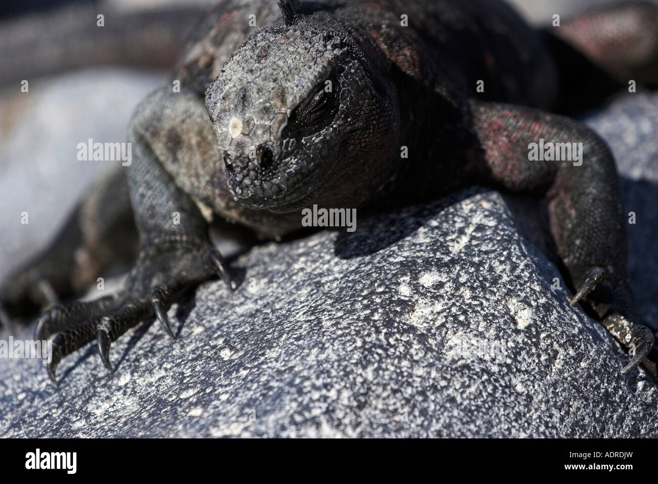 Reptile basking sun sleeping hi-res stock photography and images - Alamy