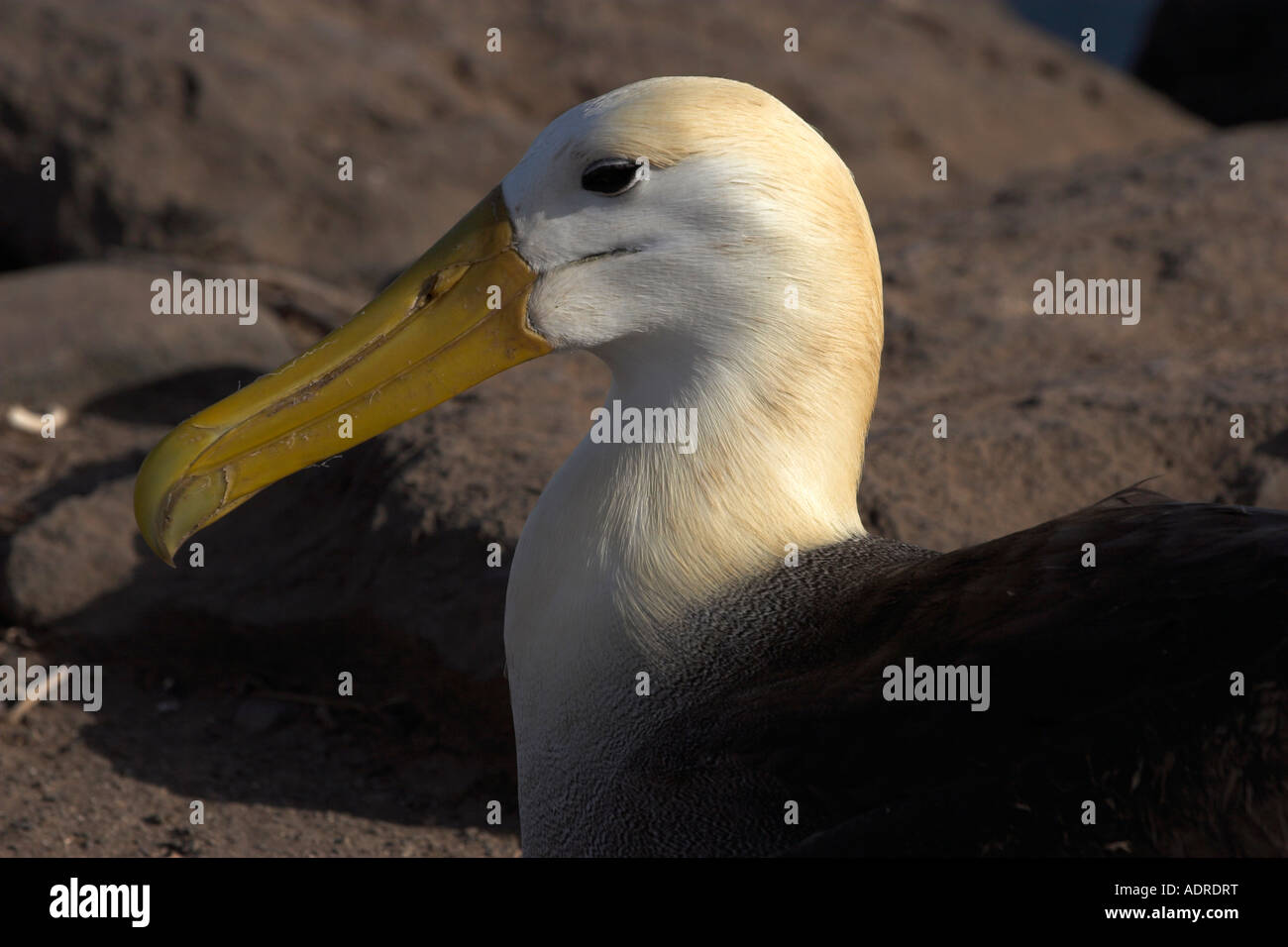 Up close side face albatross hi-res stock photography and images - Alamy