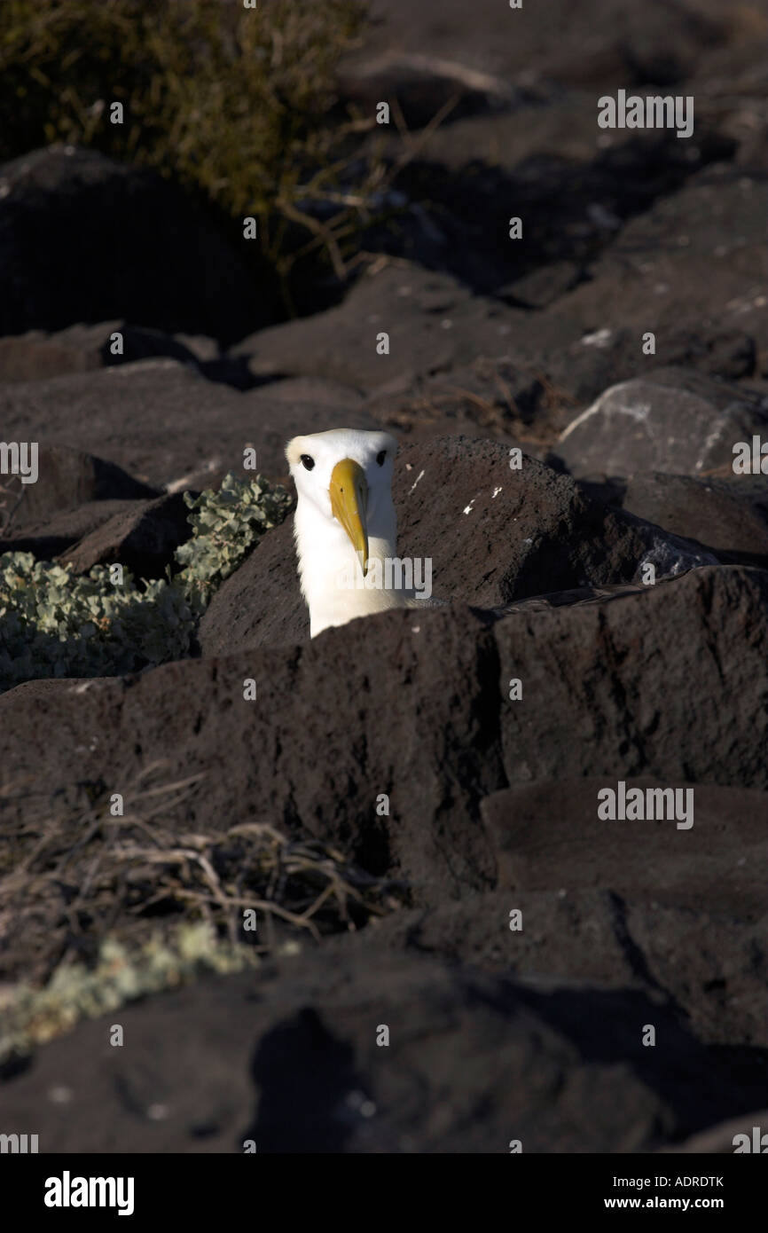 [Waved Albatross] [Phoebastria irrorata], bird on rocky nest site ...