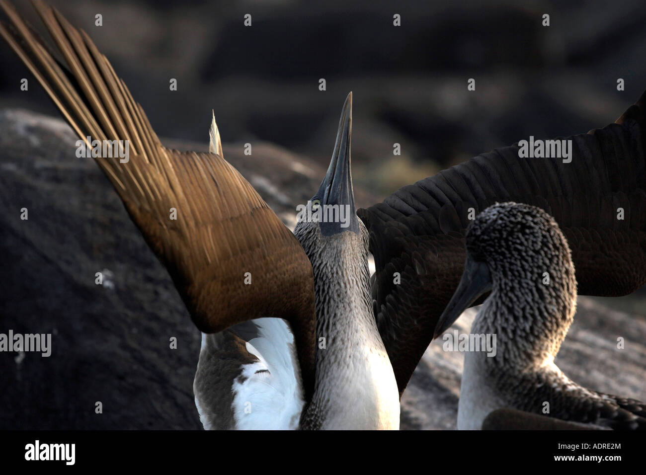 [Blue-footed Booby] [Sula nebouxii excisa] courtship display, [close up ...