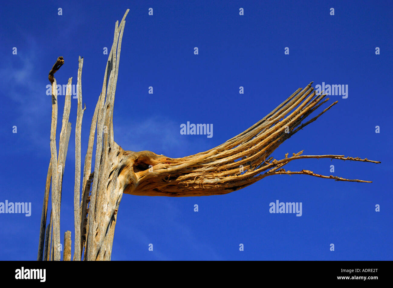 Saguaro Cactus Skeleton Stock Photos & Saguaro Cactus Skeleton Stock ...
