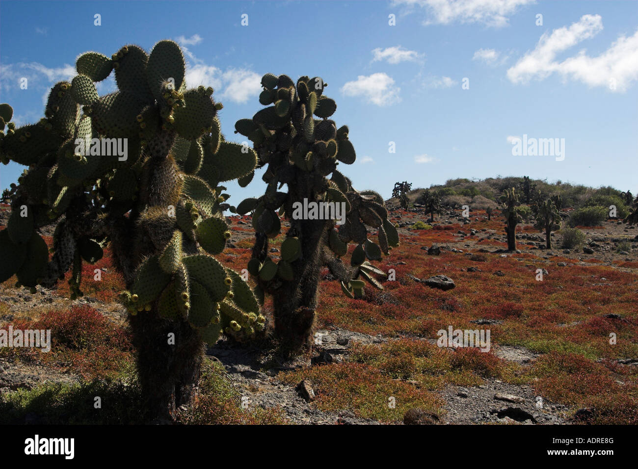 Red galapagos carpet weed sesuvium edmonstonei hi-res stock photography ...