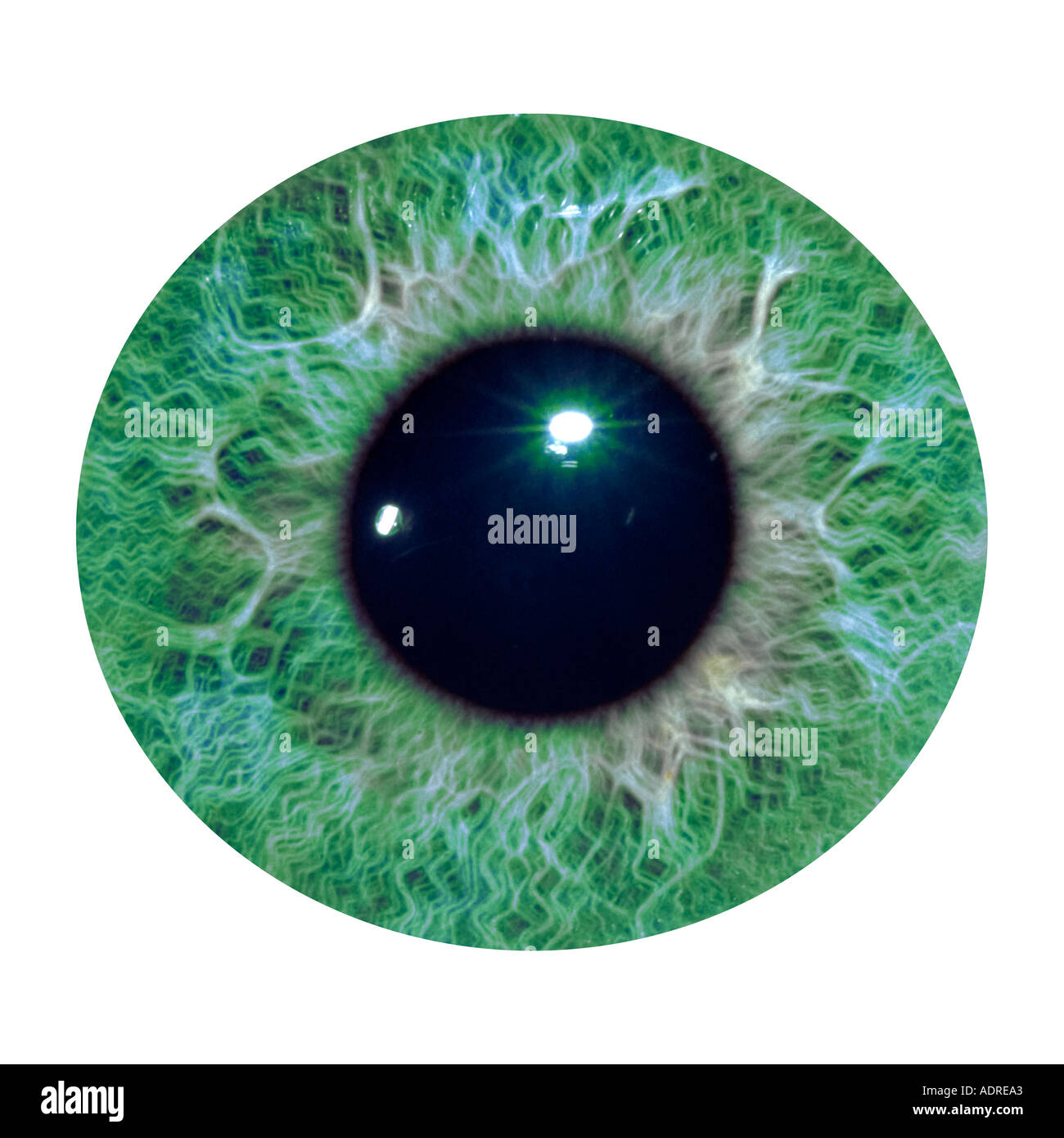 Iris illustration hi-res stock photography and images - Alamy