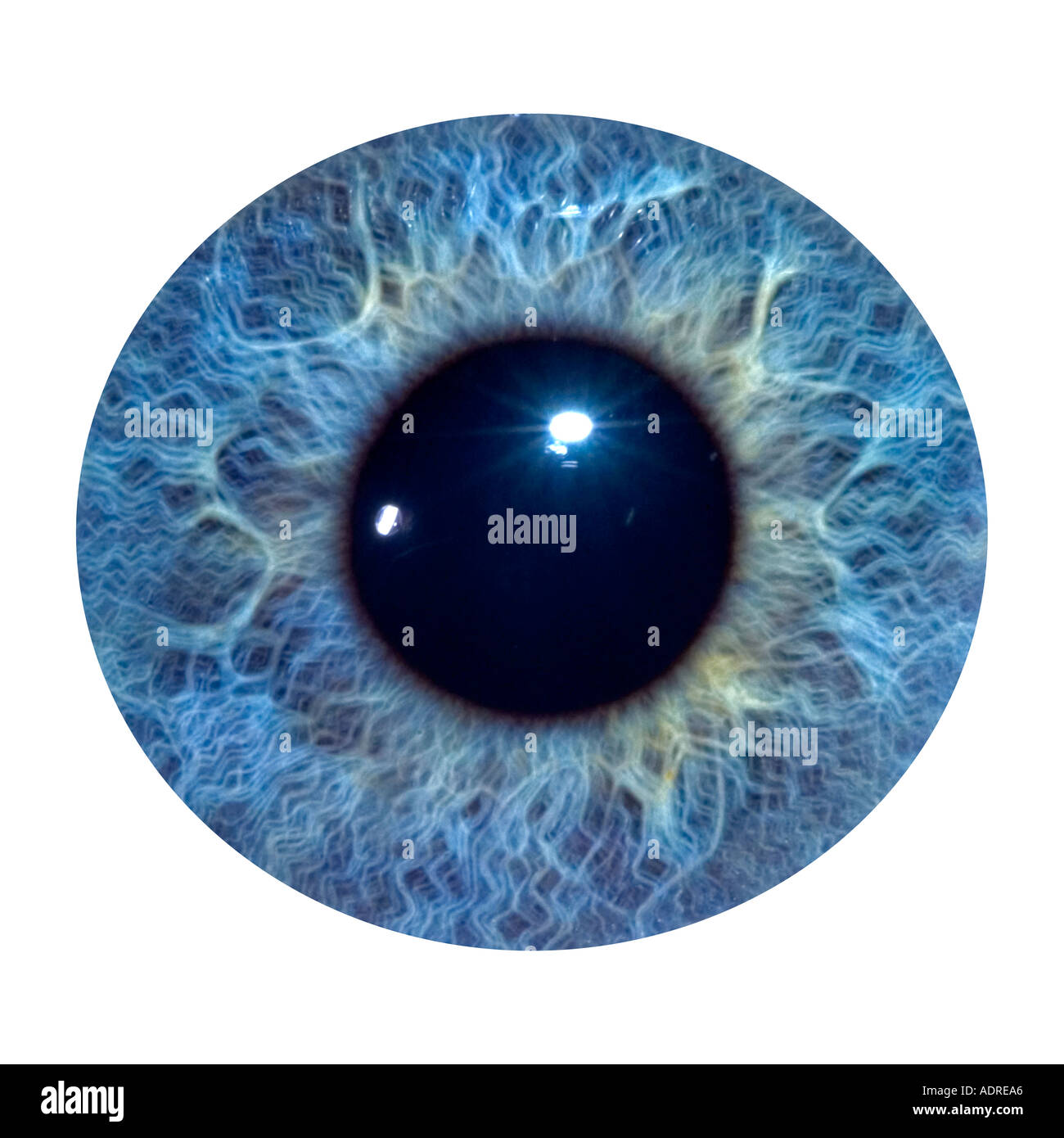 Iris illustration hi-res stock photography and images - Alamy