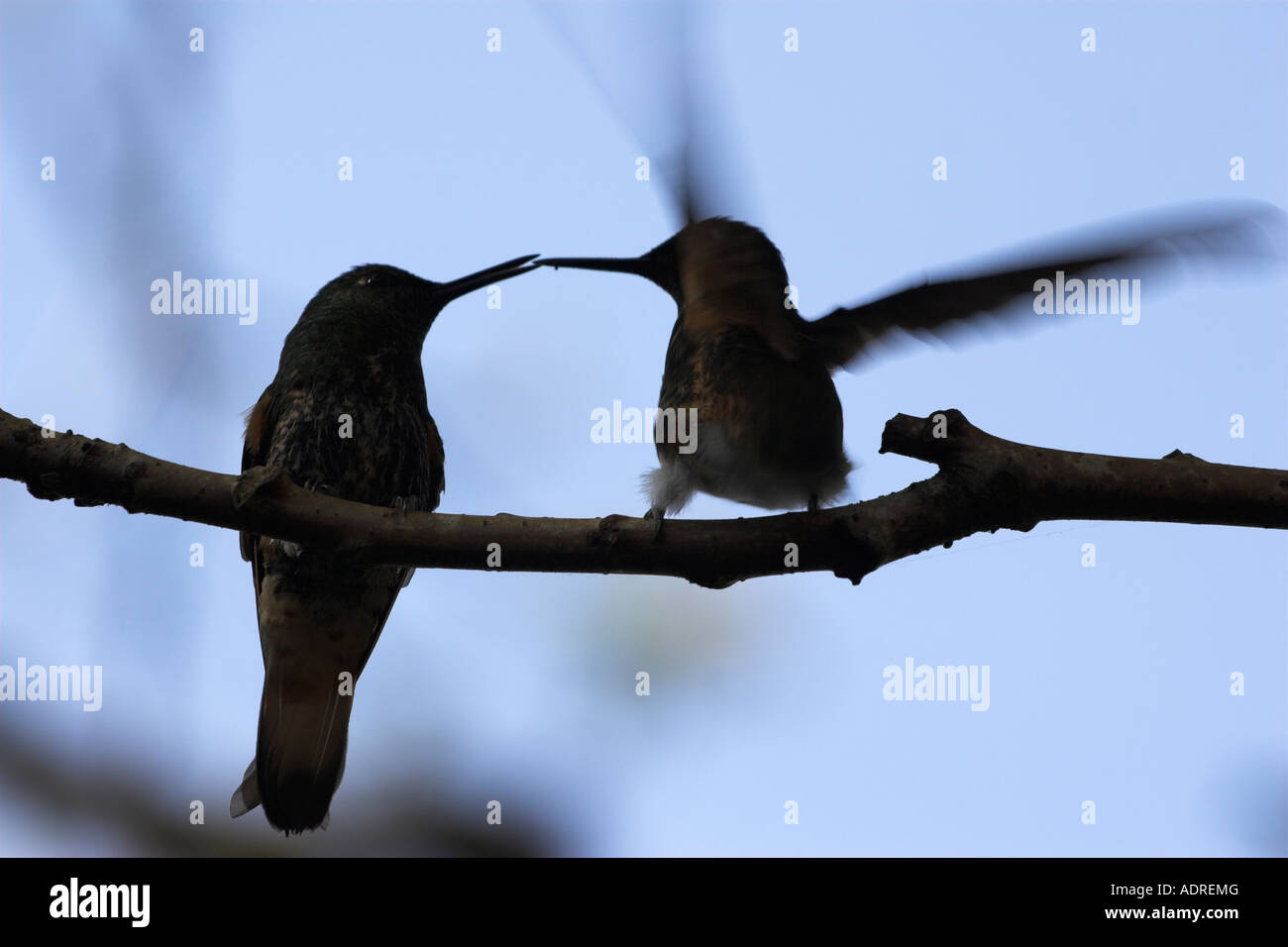 Two [Buff-tailed Coronet Hummingbirds] [Boissonneaua flavescens ...