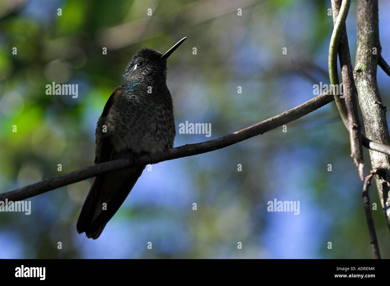[Buff-tailed Coronet Hummingbird] [Boissonneaua flavescens] perched on ...