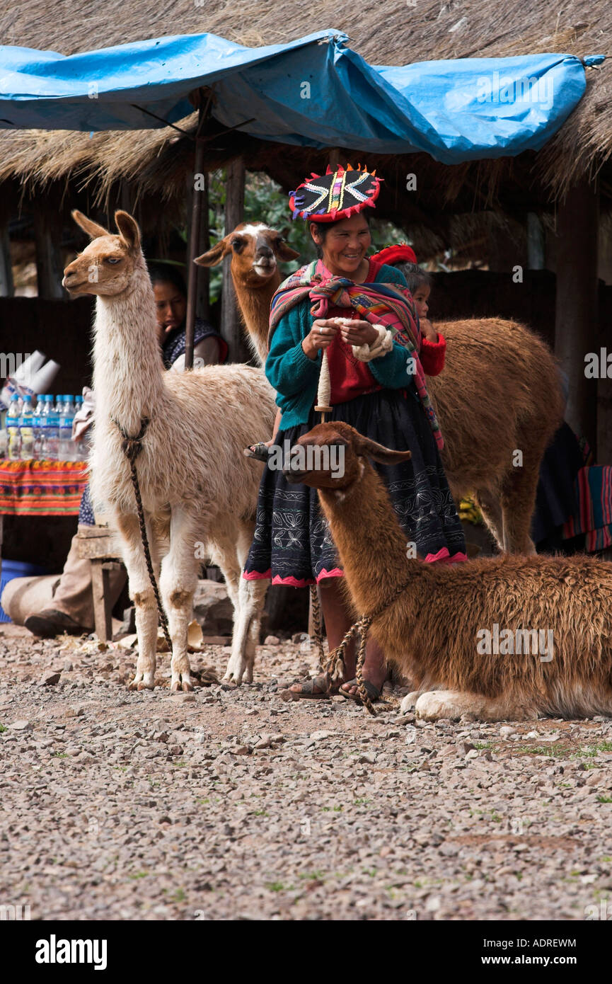 Llamas and Quechua Indian woman in traditional dress weaving wool ...