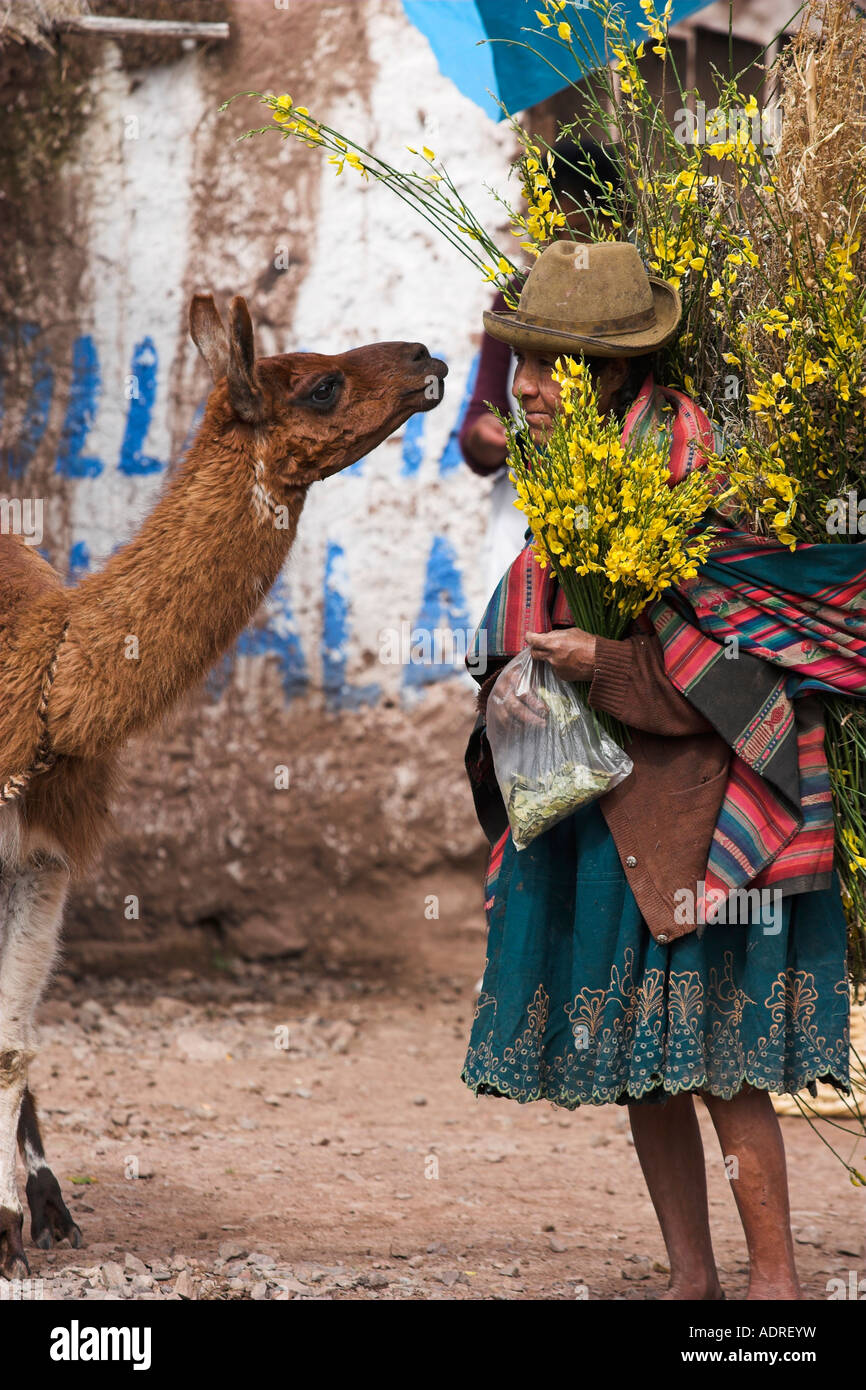 Hungry llama with old Quechua woman selling flowers and coca leaves ...