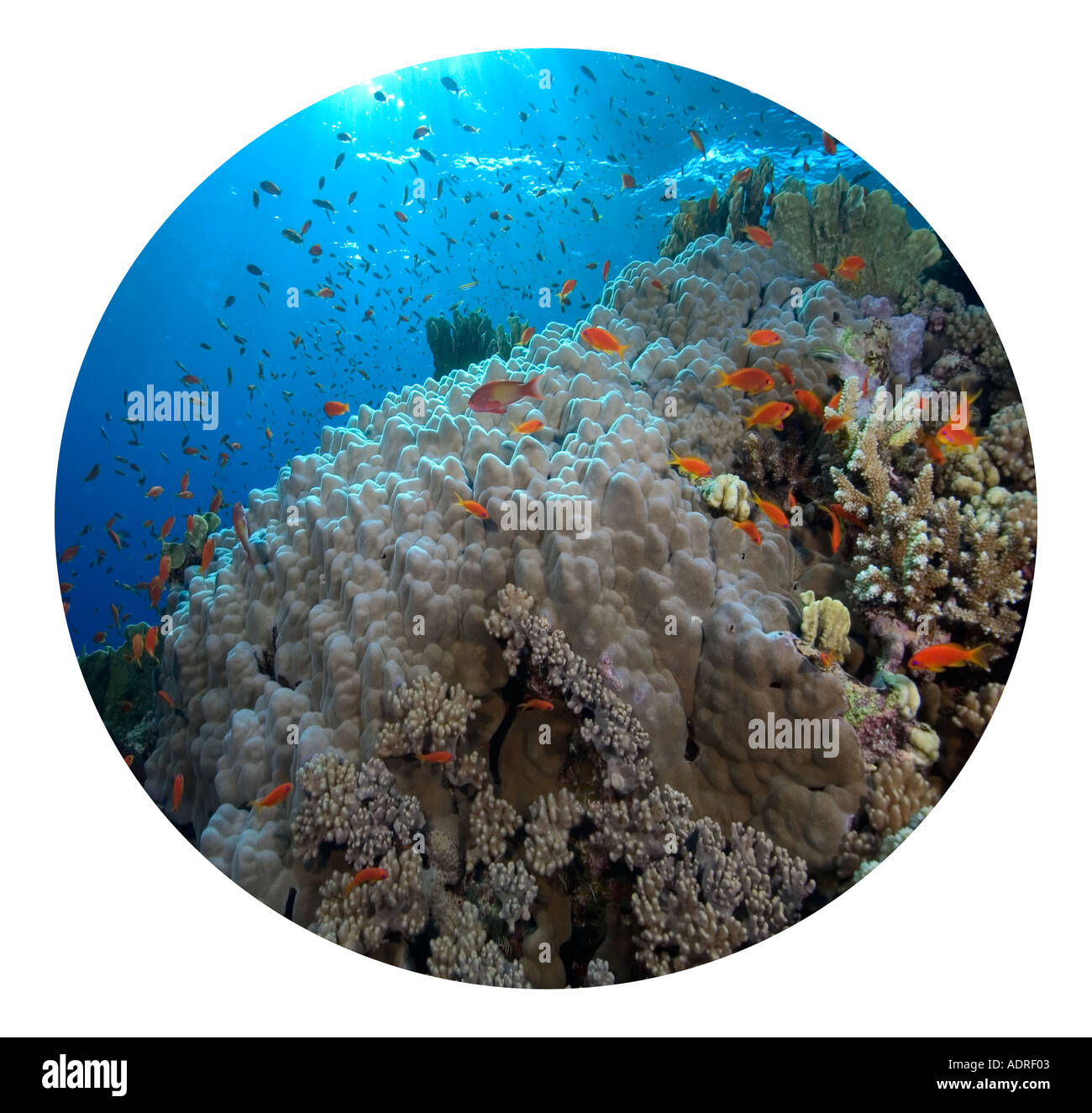 Deep ocean red abstract Cut Out Stock Images & Pictures - Alamy