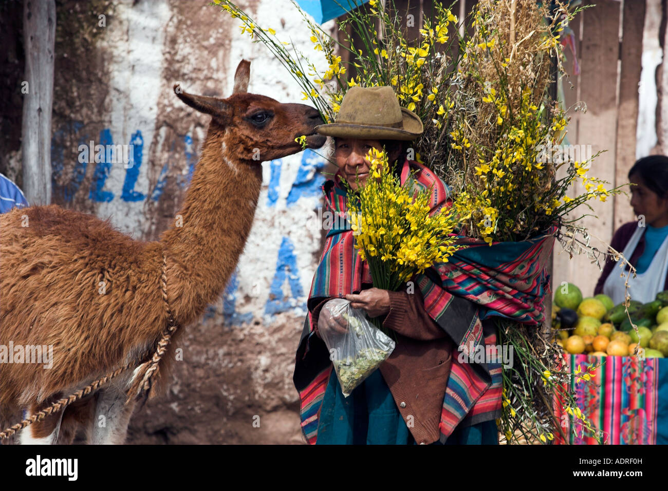 Llama with old Quechua Indian woman selling flowers and coca leaves ...