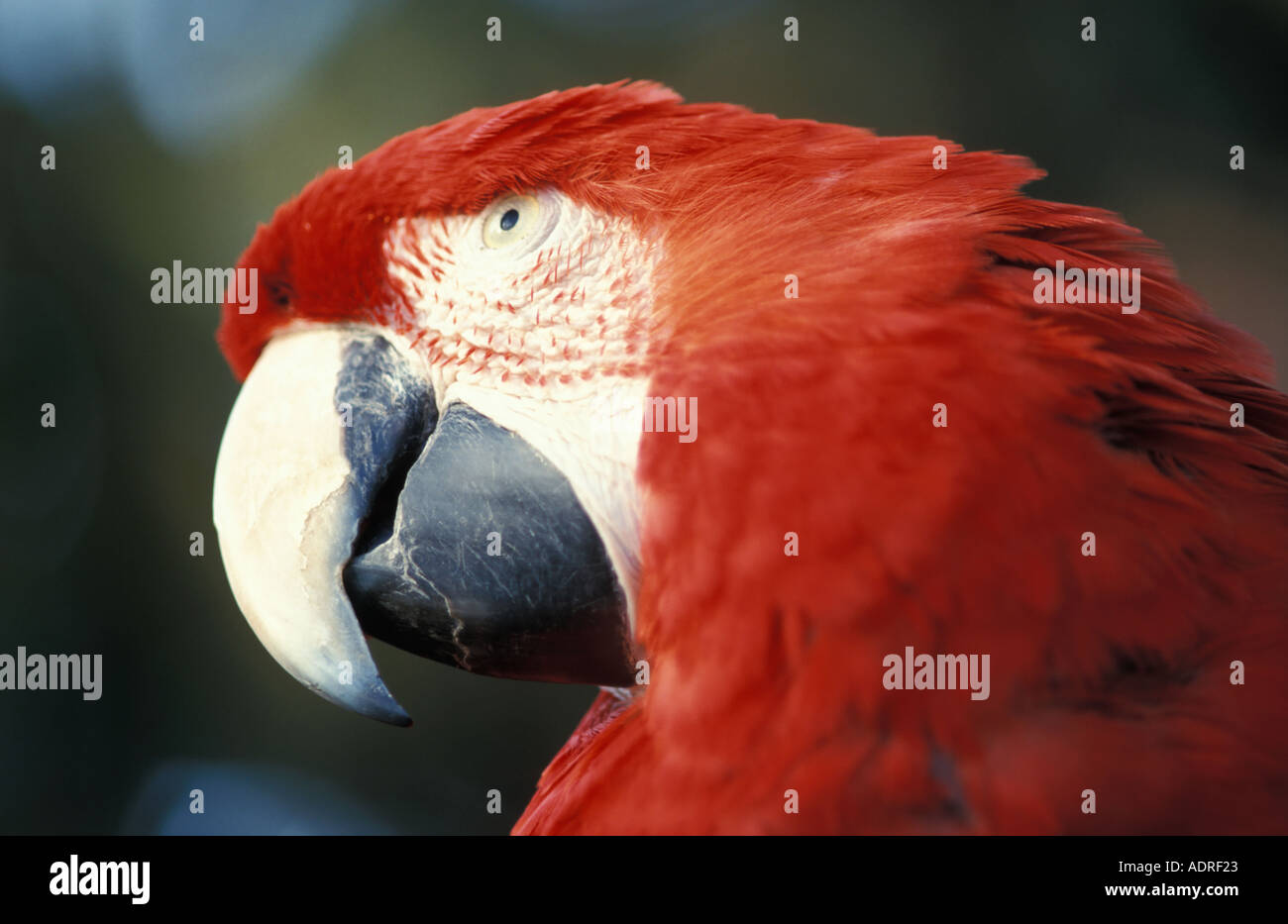 Inclined head hi-res stock photography and images - Alamy