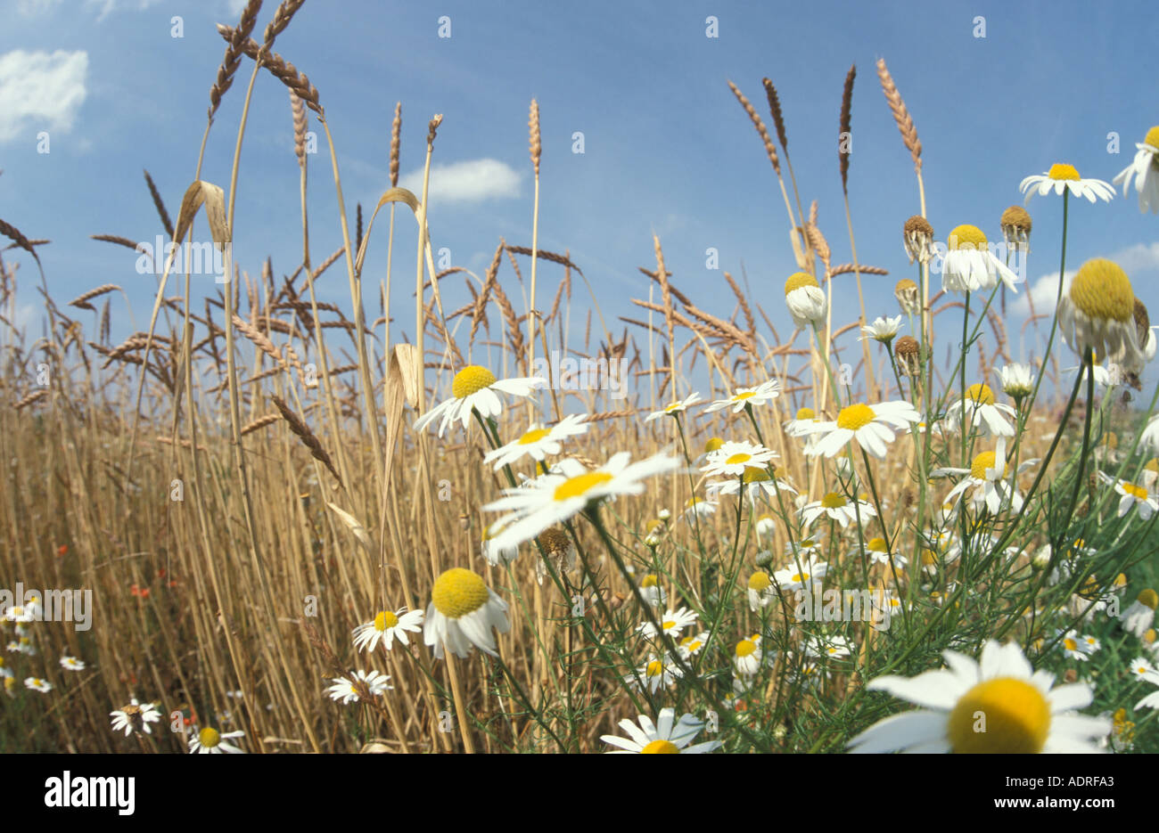 Organic spelt field (Triticum spelta) and camomiles (Matricaria ...