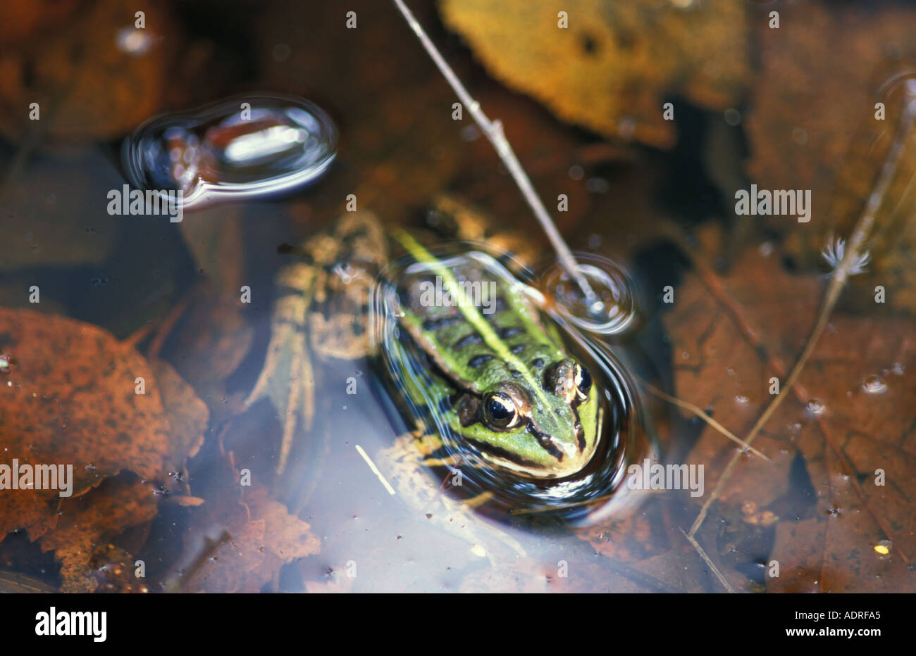 Edible frog sitting in a pond Stock Photo - Alamy