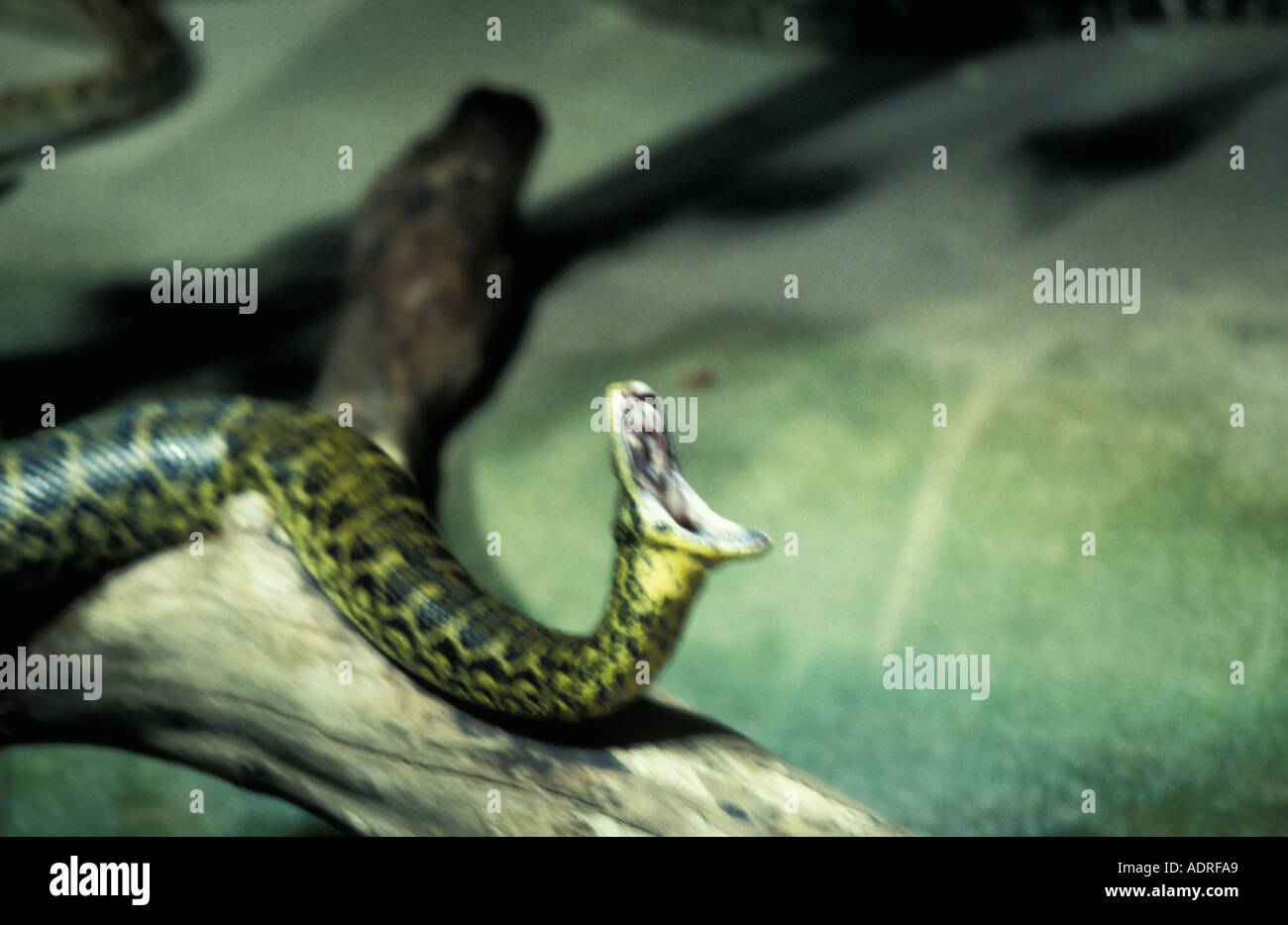 Anaconda snake (Eunectes notaeus striking). This snake comes from Peru ...