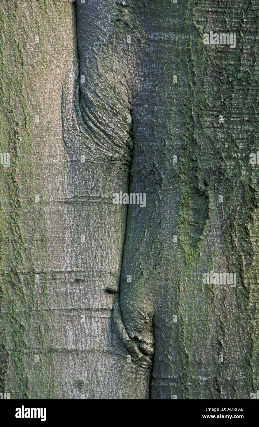 Two trees growing together hi-res stock photography and images - Alamy