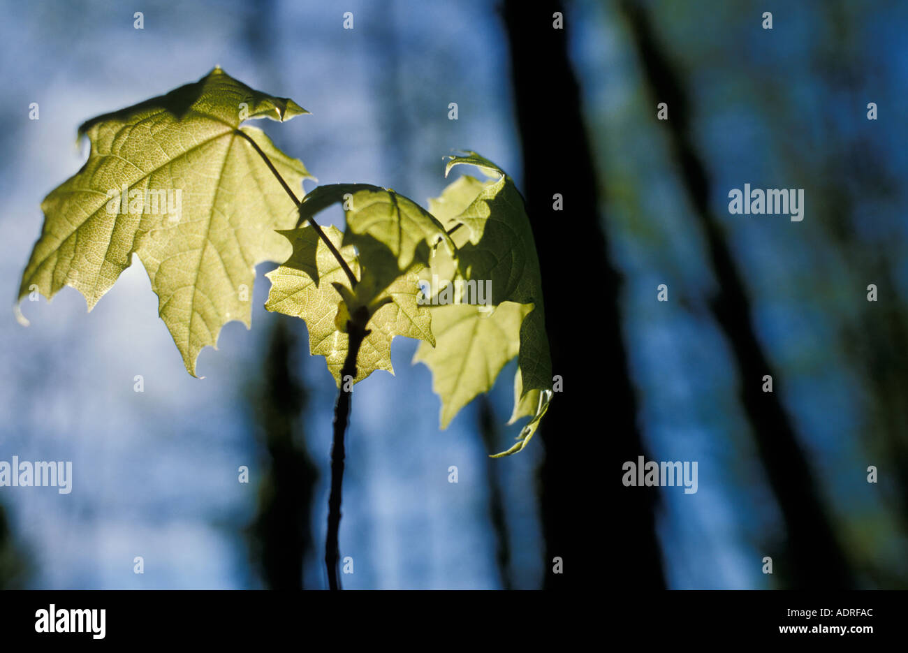Young maple tree in spring Stock Photo - Alamy