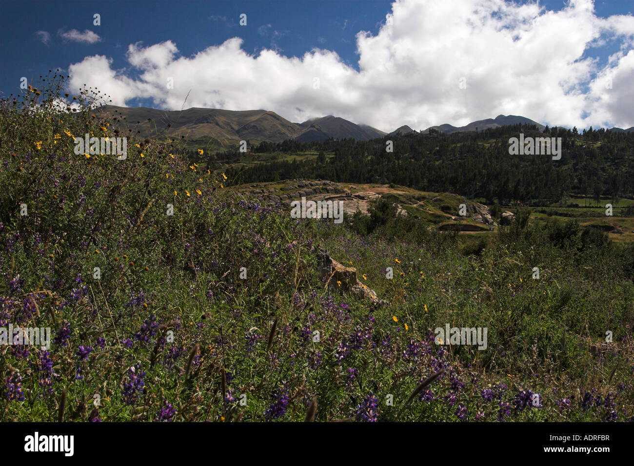Wildflowers peru hi-res stock photography and images - Alamy
