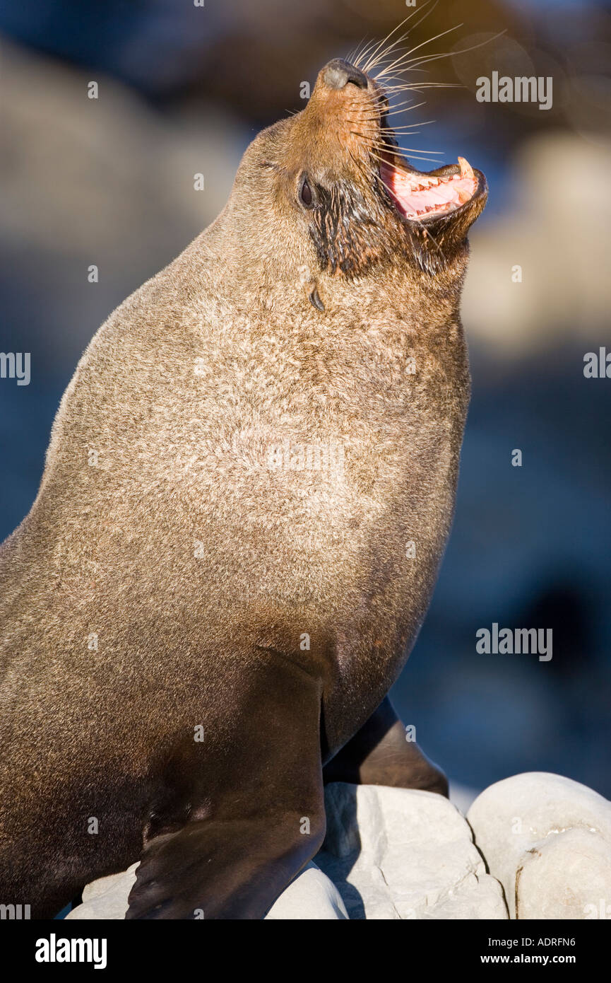 New Zealand South Island Ohau Point New Zealand Fur Seals Arctocephalus ...