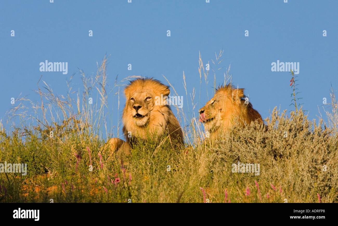 lion duo on top of dune Stock Photo - Alamy