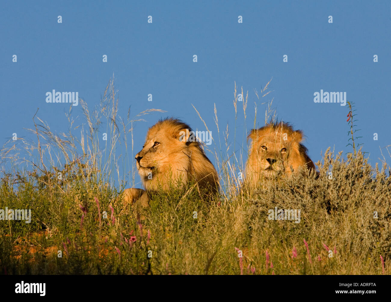 Top lion hi-res stock photography and images - Alamy