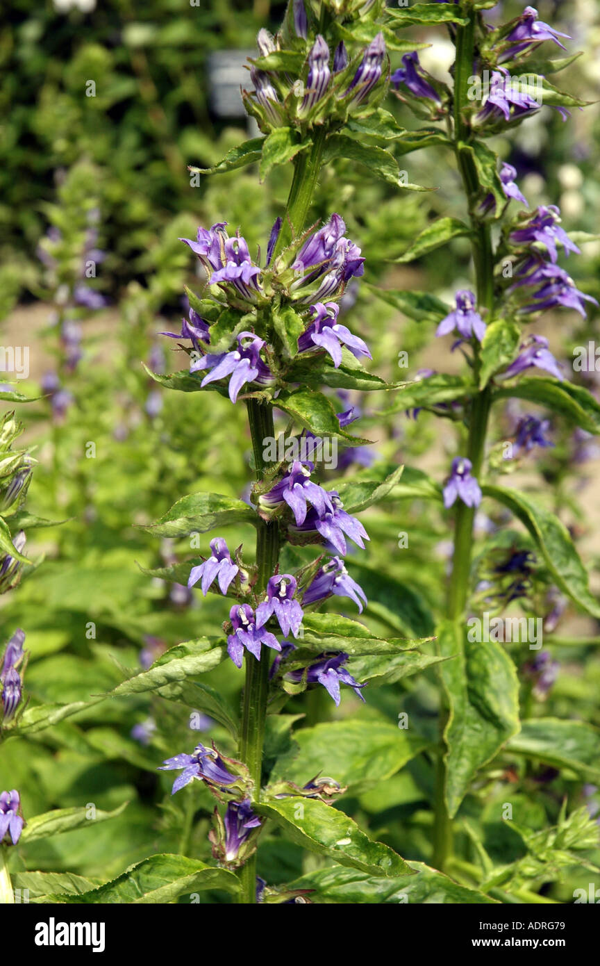 Great Blue Lobelia Lobelia syphilitica Stock Photo - Alamy