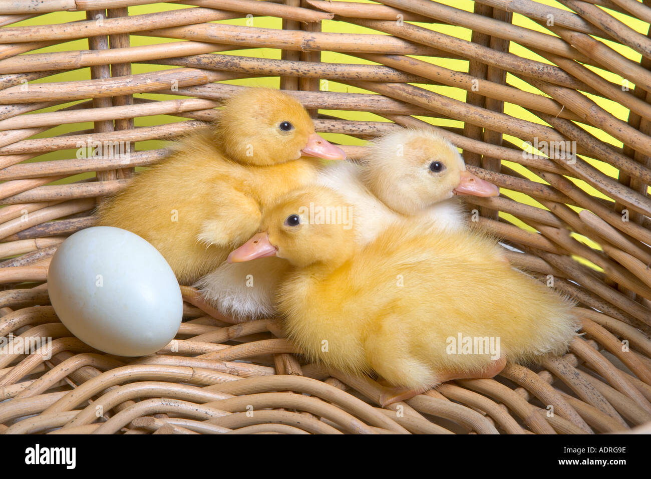 Spring starting new life hi-res stock photography and images - Alamy