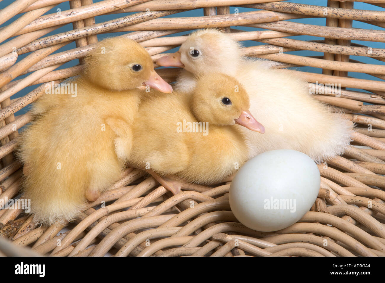 Unhatched egg hi-res stock photography and images - Alamy