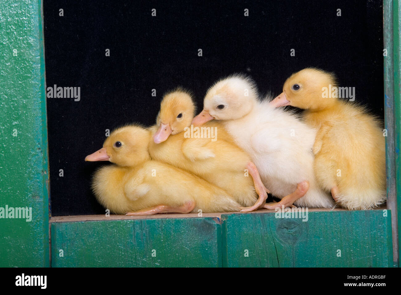 Newly hatch ducklings in green shed Stock Photo - Alamy