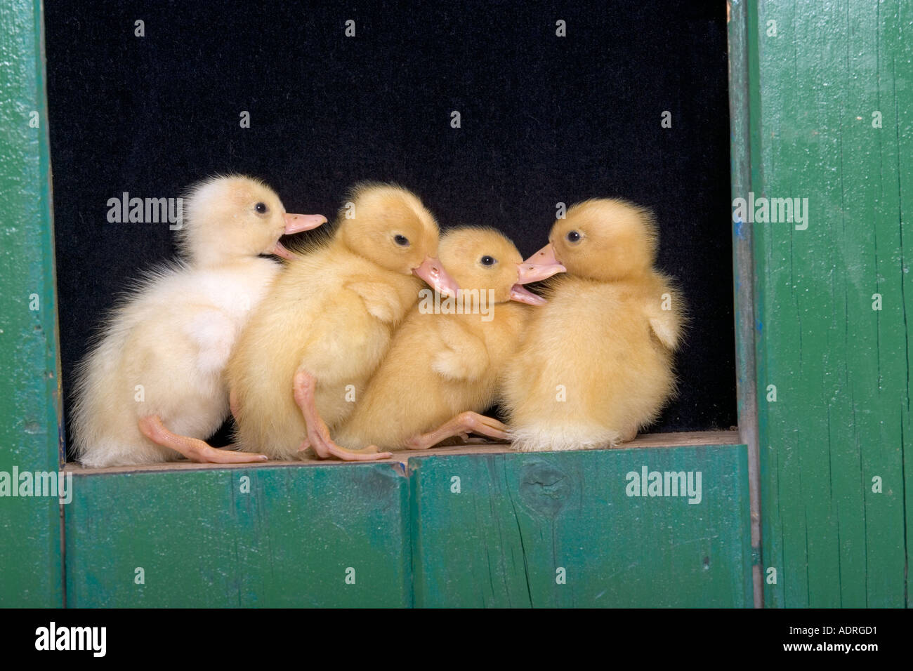 Ducklings in the farmyard hi-res stock photography and images - Alamy